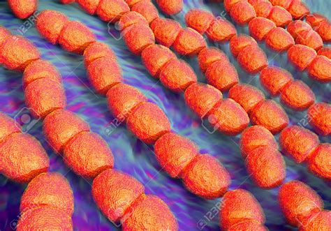 Streptococcus Faecalis La Terre France