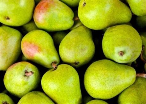 🍐 Como Germinar Peras Muy RÁpido Huerta Forestal