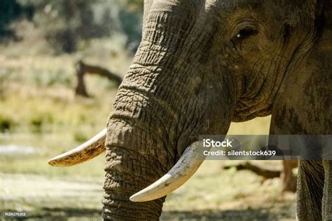 아프리카 강의 모래 둑에서 움직이는 거대한 코끼리의 얼굴을 놀랍게 클로즈업합니다 가축떼에 대한 스톡 사진 및 기타 이미지 가축떼 걷기 국가 관광명소 Istock