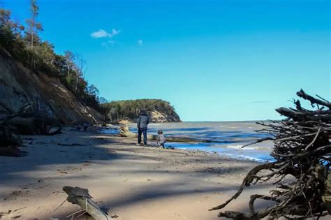 Calvert Cliffs State Park In Maryland Things To Do And Avoid Amazingworld
