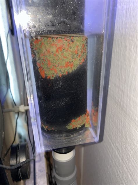 Growing In My Overflow Box New Tank Reef2Reef