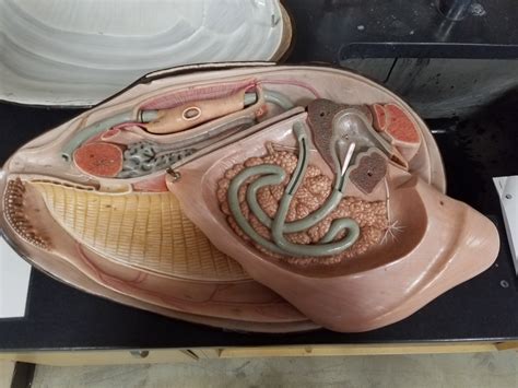 Protostome Lophotrochozoans Diagram Quizlet