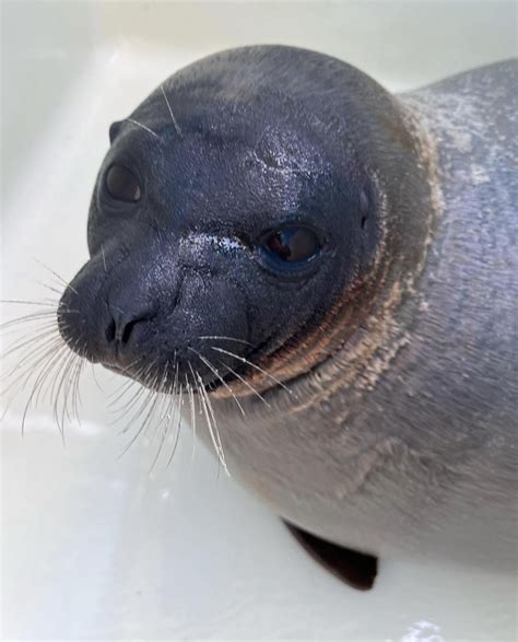 Rest In Peace Ponsuke Rseals