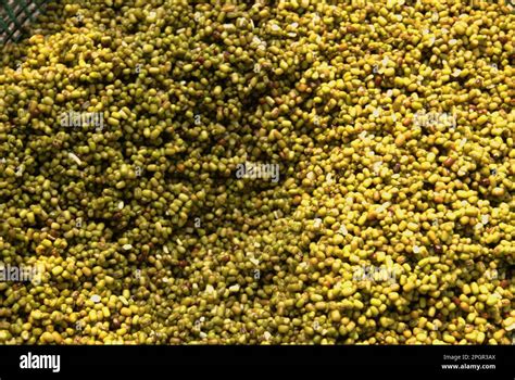 Mung Beans Vigna Radiata Are Photographed At A Bean Sprout Farm In Jakarta Indonesia Stock
