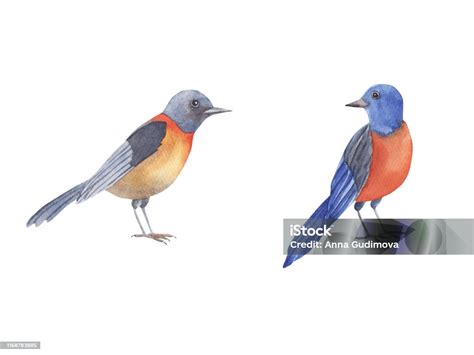 조류 수채화 세트 흰색 배경에 고립 된 손으로 그린 그림 작은 파란색 새 가을에 대한 스톡 벡터 아트 및 기타 이미지 가을 갈색 개체 그룹 Istock