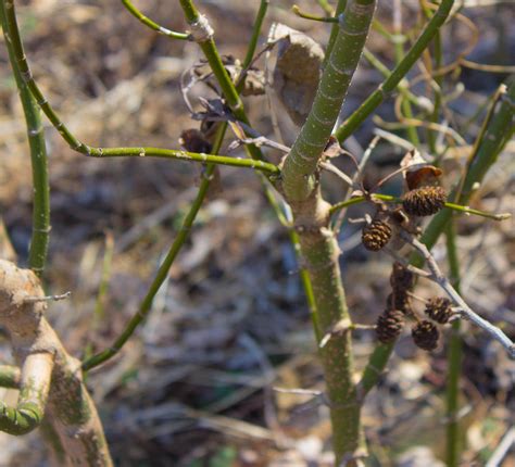 Spring Trying To Grow Photograph By Jennifer White Pixels
