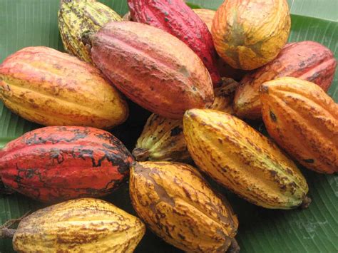 The Countless Health Benefits Of Cacao | Healing the Body
