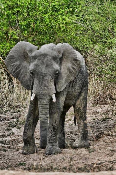 African Elephant Loxodonta Africana In The South Luangwa National