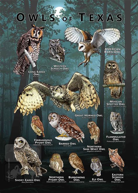 Owls Of Texas Poster Print