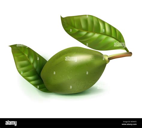 Photo Realistic Ambarella 3d Vector Fruit Isolated On White Background
