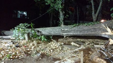 თბილისის მერია თამარაშვილის 13 ში კომპანიამ ხე უნებართვოდ მოჭრა Netgazeti • ხეების ჭრა