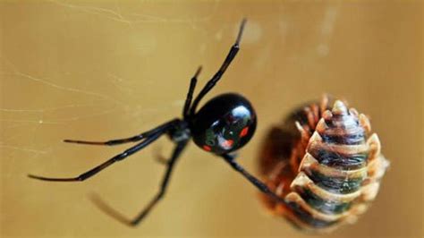 Ám ảnh 10 loài nhện độc đáng sợ nhất với con người