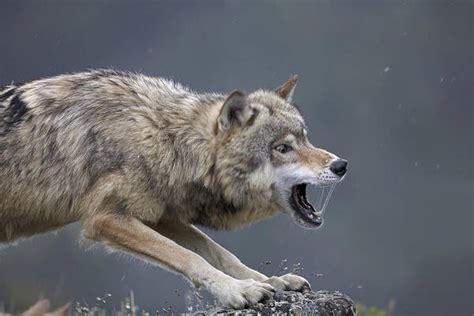 Wolf Snarling Side View Drawing