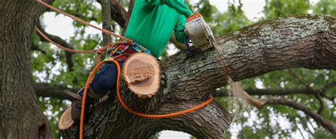 Tree Branch Removal Ensuring Safety And Tree Health Waste Removal USA