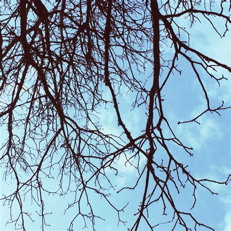 Tree Vein Photography