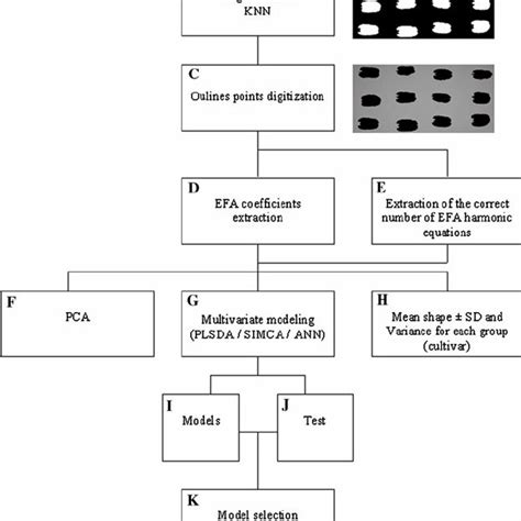 Diagram Of The Automated Procedure For Fruit Shape Extraction On The Download Scientific