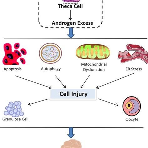 The Role Of Androgen In Pcos And Pcos‐related Complications Excessive