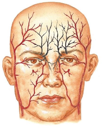Netter Blog Vascularización Arterial De La Cara