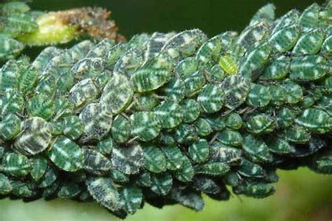 Aphids On Birch Identification Images Ecology And Control