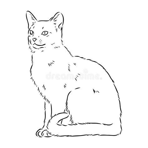 Vector Outline Abyssinian Cat In Black Color Abyssinian Cat Vector