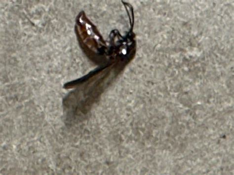 Small Flying Bee Like Insect Bugguide Net