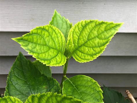 Hydrangea Tree Leaves Yellowing After Planting R
