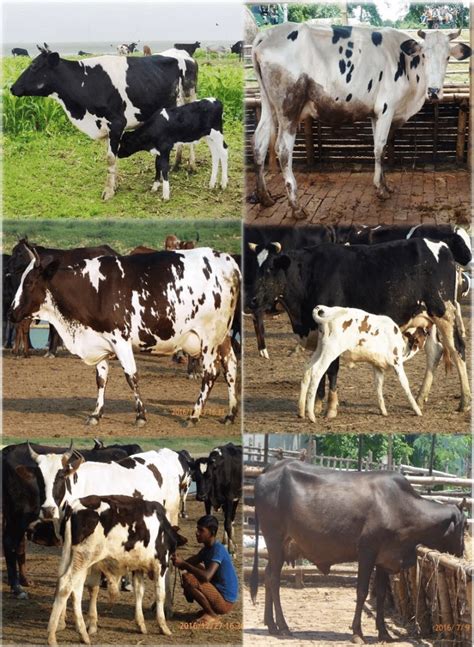 Holstein Friesian Breed