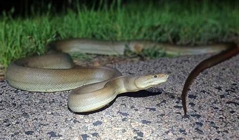 Pythonidae Pythons Facts Distribution And Population Biodb