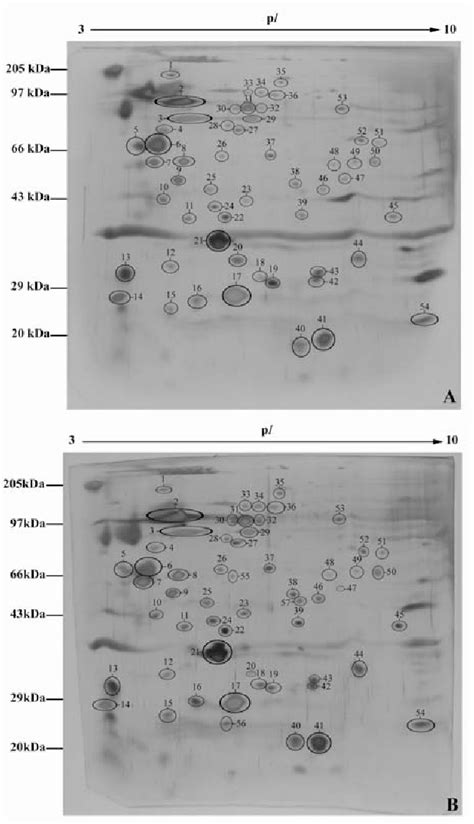 Figure 1 From Comparative Analysis Of Silk Gland Proteins Of Both Heat