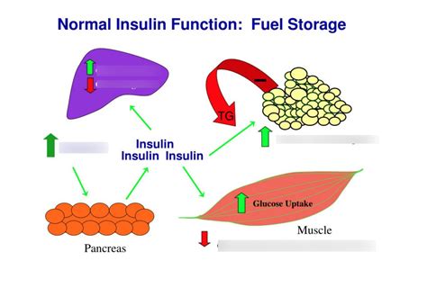 Diagram Of 2 Normal Insulin Function Fuel Storage Quizlet