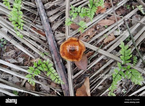 Overhead View Of A Large Funnel Shape Orange Color Mushroom With A Small Quantity Of Rain Water