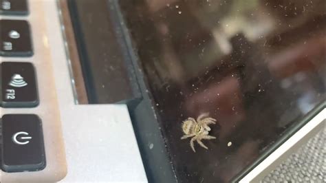 Phidippus Princeps Jumping Spider So Cute Youtube