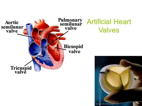 Semilunar Valves And Atrioventricular Valves
