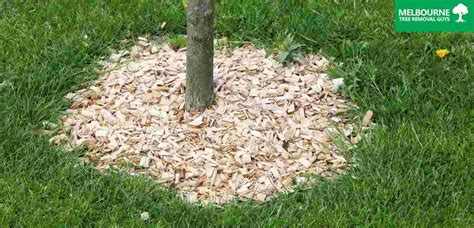 Tree Mulching Services Melbourne Tree Removal Guys