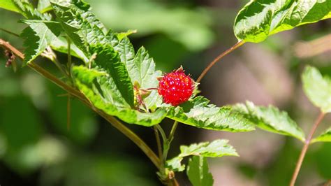Salmonberry Flower