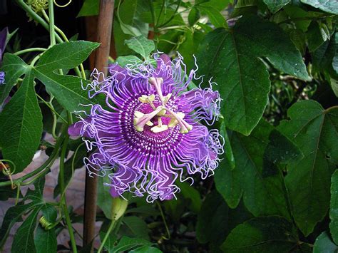 Maypop Passion Flower Seeds Packet Indoor Flowering House Etsy Canada
