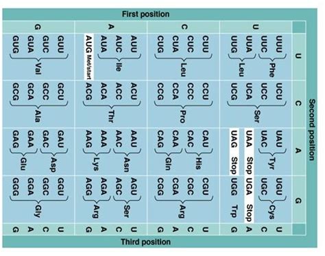 Solved Consider The Following Nucleotide Sequence In The Chegg