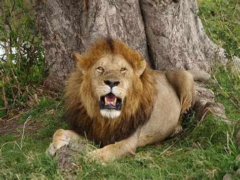 Dangerous Wildlife Australia Vs Africa Page 2 Spacebattles Forums