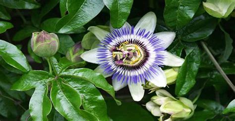 گیاه دارویی گل ساعتی گیاهین