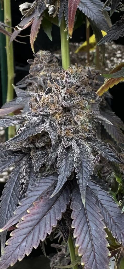 Frostworld Genetics Lethal Weapon Supreme Seed Bank Cannabis Strains