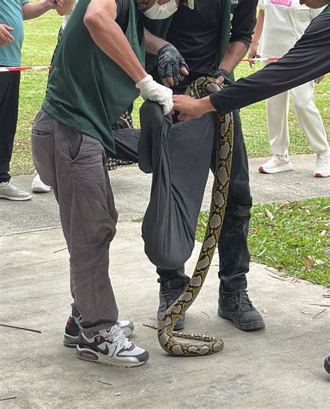 Python Stuck In Drainage Pipe Near Clarke Quay Concrete Floor Drilled