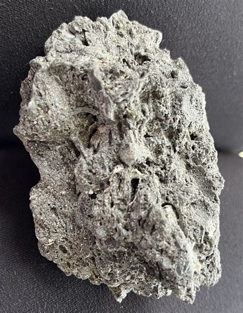 Ocean Fossil Fossil Id The Fossil Forum