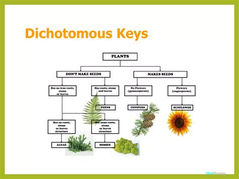 4 Grouping And Identifying Organisms Pptx