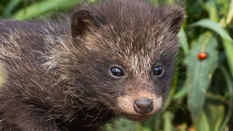 Jenot Fascynuj Cy Wiat I Niezwyk E Zdolno Ci Adaptacyjne