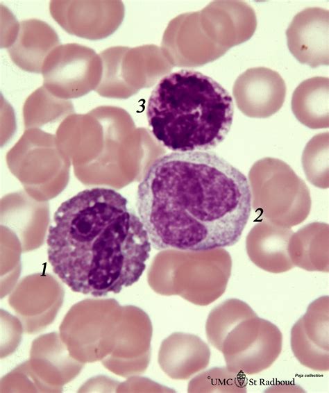 Basophil Eosinophil