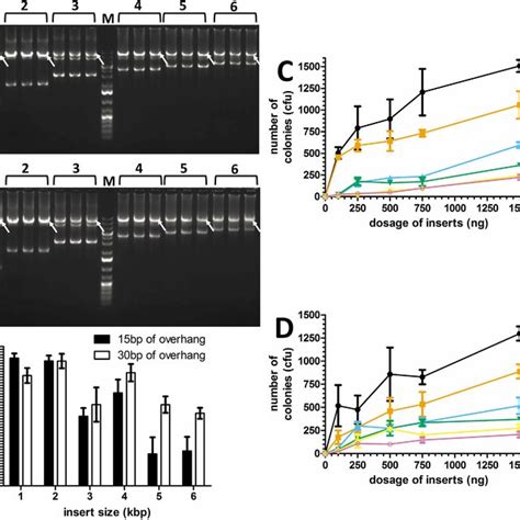 Schematic Representation Of Overlap Extension Pcr Two Dna Fragments Download Scientific