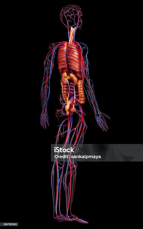 순환 계통 및 내부 장기의 의학적으로 정확한 그림을 3d 렌더링 3차원 형태에 대한 스톡 사진 및 기타 이미지 3차원 형태 건강관리와 의술 대동맥 Istock