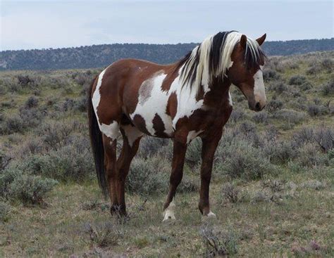 A Tribute To Picasso Iconic Wild Stallion Of Sand Wash Basin Artofit