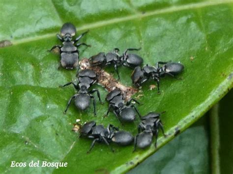 Cephalotes Multispinosus Ecos Del Bosque