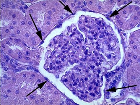 Bio111 Lab Quiz 4 Flashcards Quizlet